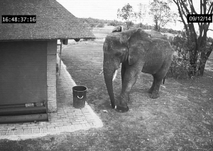 See This Elephant Cleaning Up The Trash