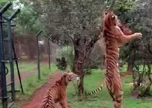 See How This Tiger Jumps To Catch Meat In Slow-Motion