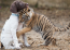 The Baby Tiger And Dog Are Really Best Friends